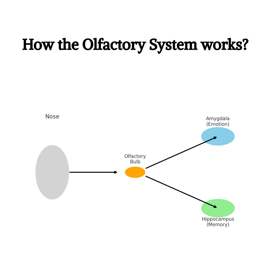 What Does “Olfactory” Really Mean? Let’s Break It Down Together